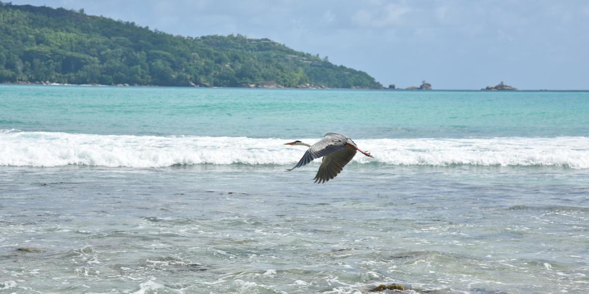 Beach "Anse Louis" Mahé (Seychelles)