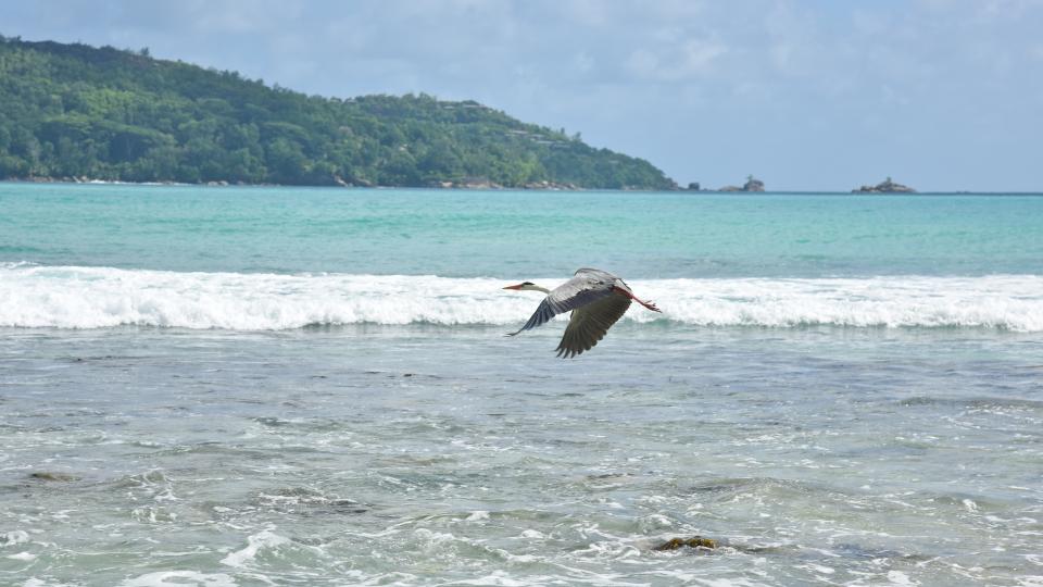 Beach "Anse Louis" Mahé (Seychelles)