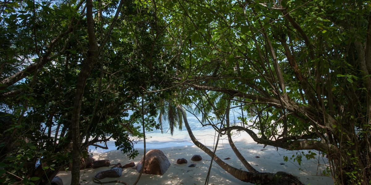 Beach "Anse Bois de Rose" Praslin (Seychelles)
