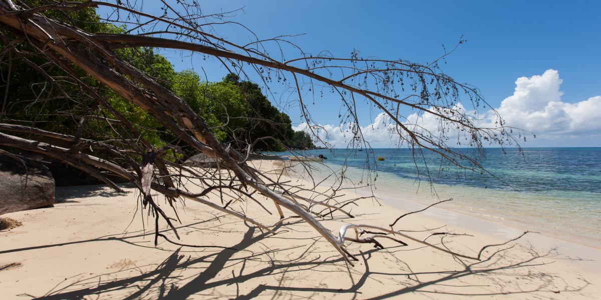Beach "Anse Bois de Rose" Praslin (Seychelles)