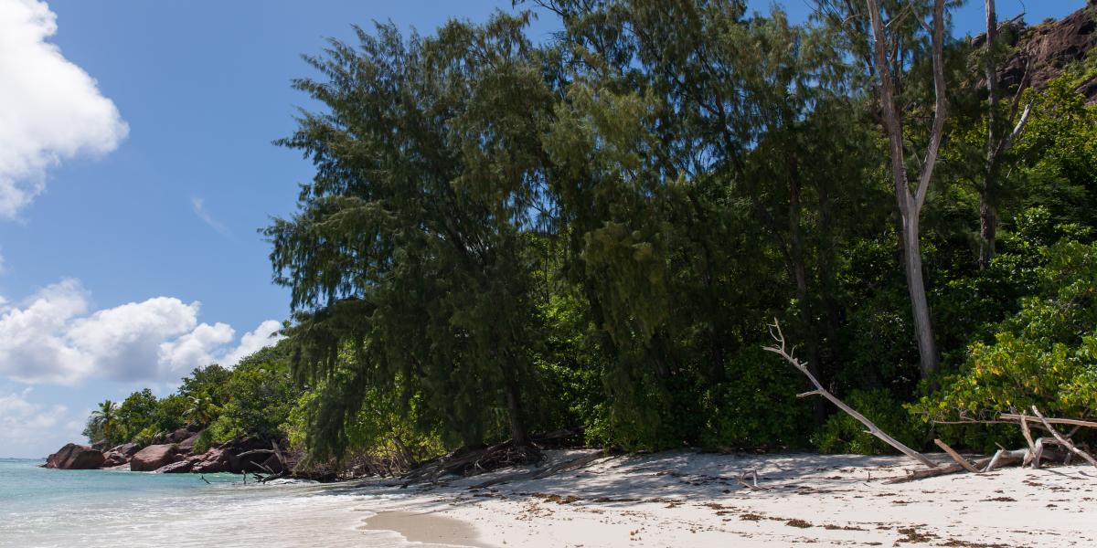Beach "Anse Matelot" Praslin (Seychelles)