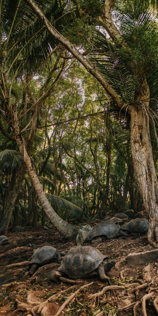 Excursion Mahé - Creole - South of Mahé - Full Day Guided Tour ...