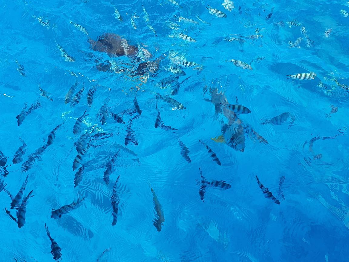 Private Tour Praslin - Angel Tours - Curieuse & St Pierre - Labek ...