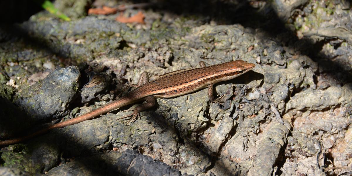Vallée de Mai on Praslin (Seychelles) | UNESCO World-Heritage Site on ...