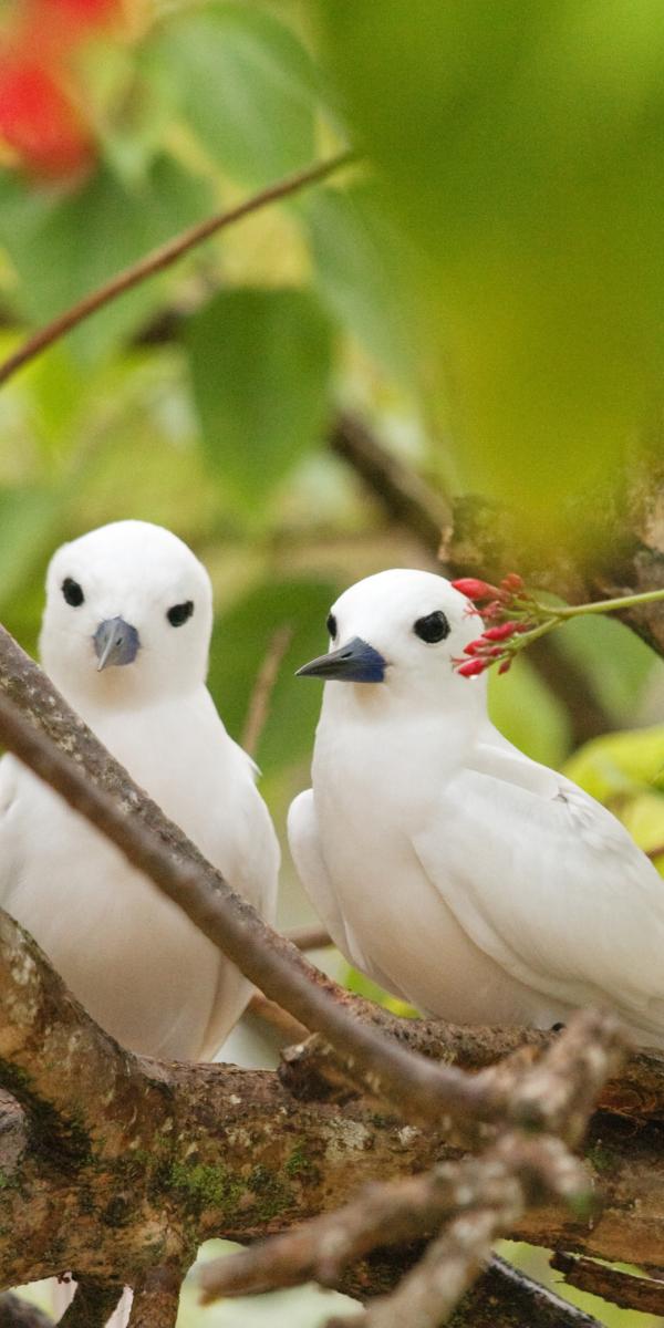 The Veuve Reserve on La Digue (Seychelles) | Birdwatching, Seychelles ...