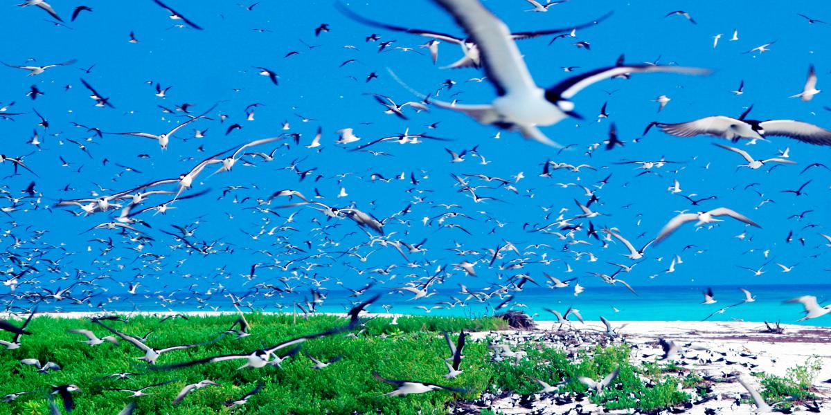 Bird Island (Seychelles) Travel Information | The Inner Islands ...
