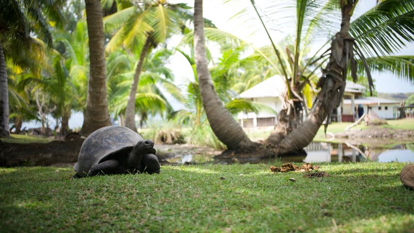 Curieuse Island (Seychelles) Travel Information | The Inner Islands ...