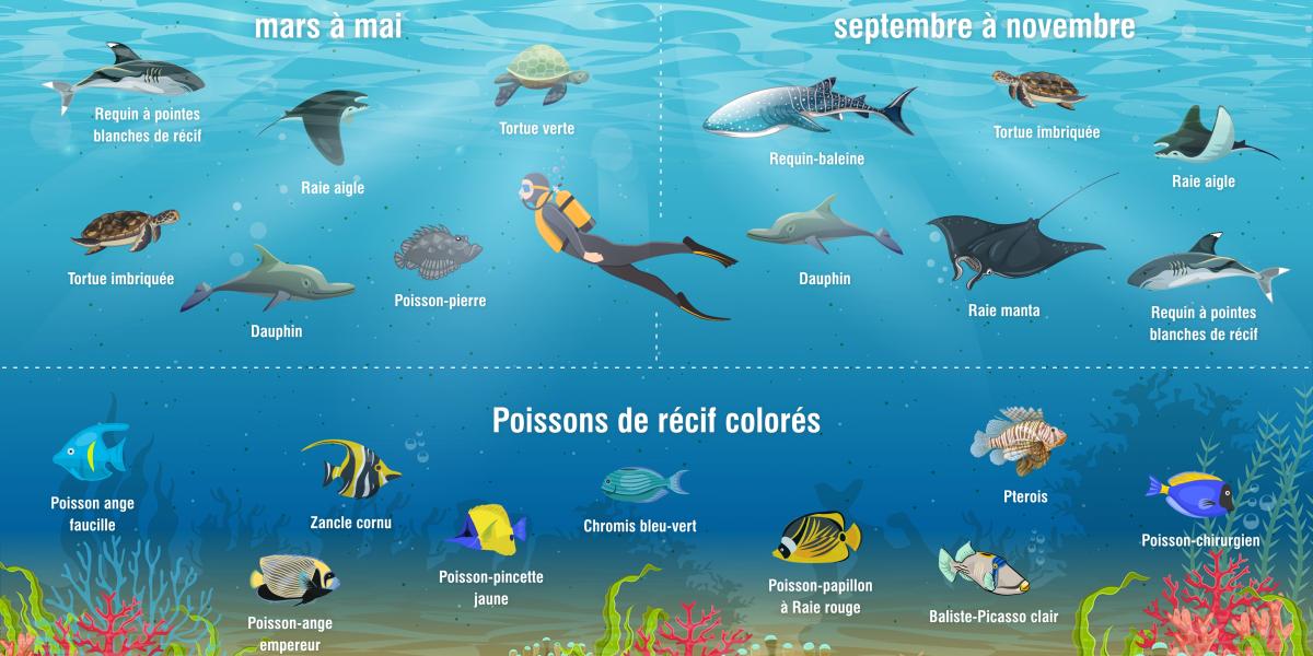 Informations sur la plongée en apnée aux Seychelles | Seychelles Guide ...