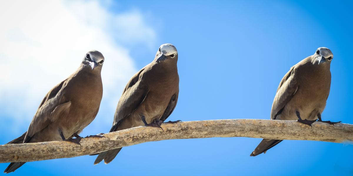 Photos des oiseaux des Seychelles | Galerie de photos | Guide de voyage ...