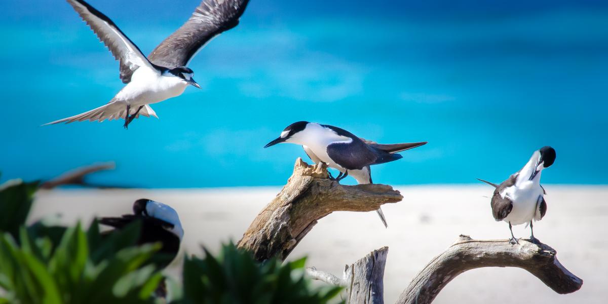 Seychelles Photos | Photo Gallery | Seychelles Travel Guide