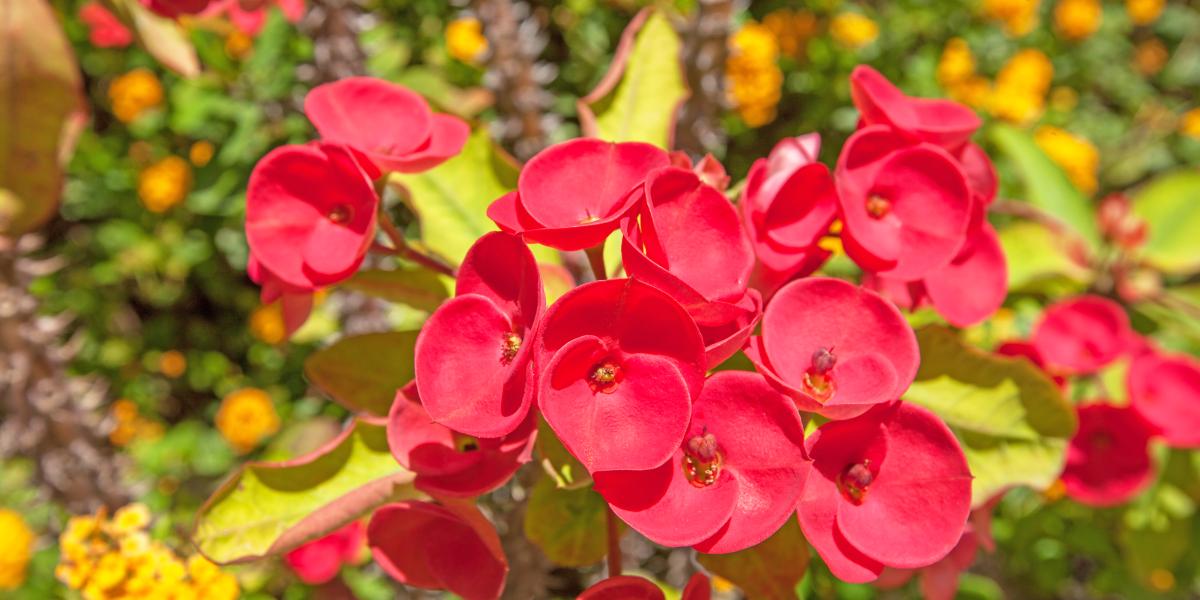Tropical Plants & Flora in the Seychelles | Coco de Mer | Seychelles ...