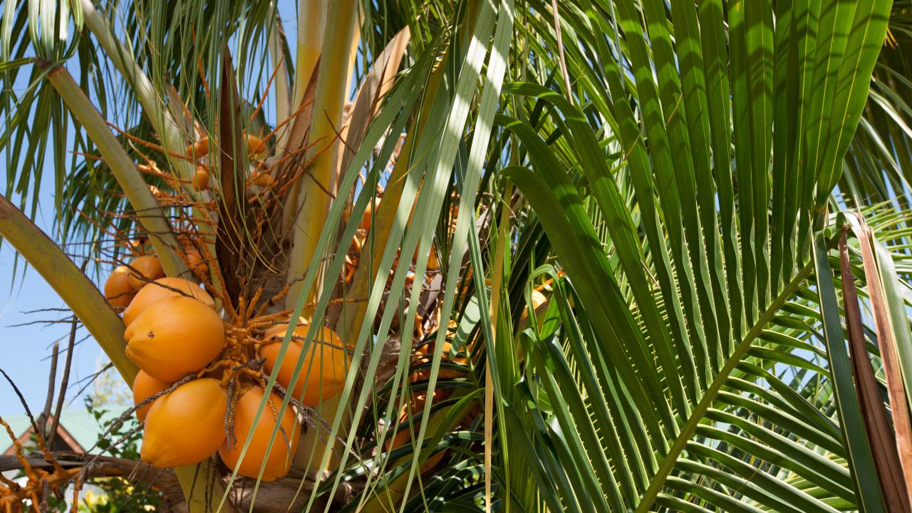 Tropical Plants & Flora in the Seychelles | Coco de Mer | Seychelles ...