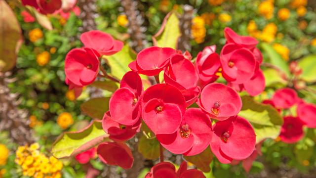 Tropical Plants & Flora in the Seychelles | Coco de Mer | Seychelles ...
