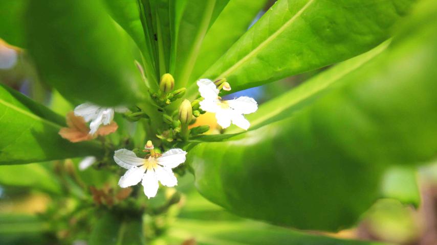 Tropical Plants & Flora in the Seychelles | Coco de Mer | Seychelles ...