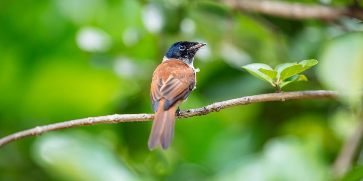 Seychelles Animals | Giant Tortoises, Birds, Marine Life | Seychelles ...