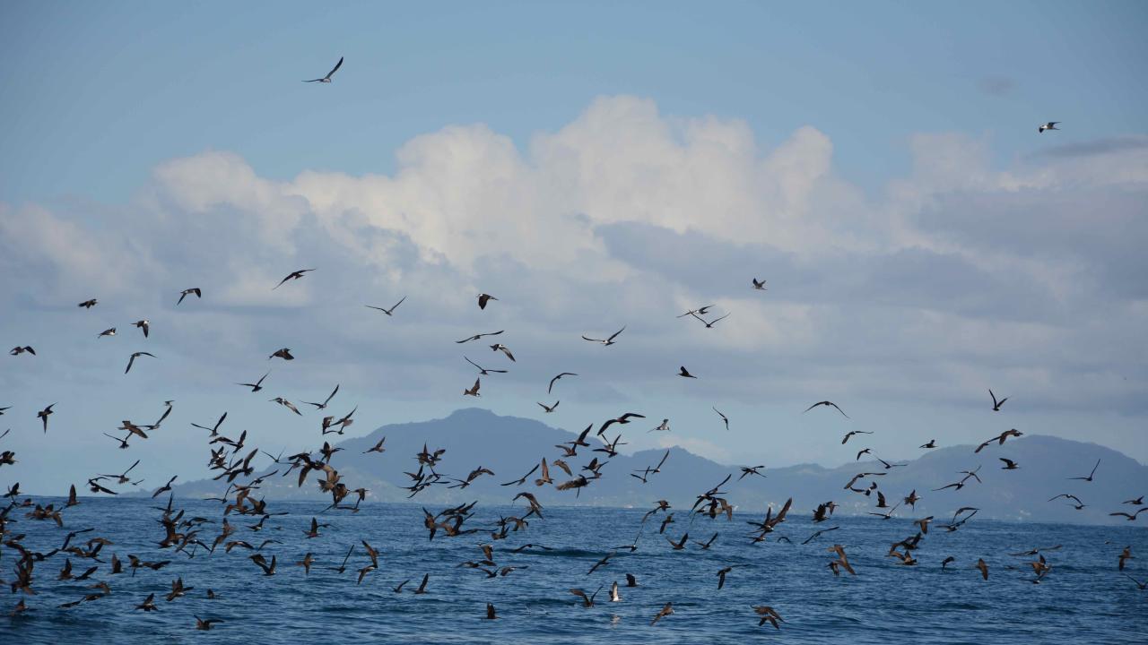 Seychelles Animals | Giant Tortoises, Birds, Marine Life | Seychelles ...