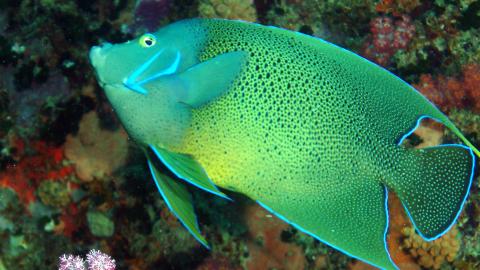 Seychelles Animals | Giant Tortoises, Birds, Marine Life | Seychelles ...