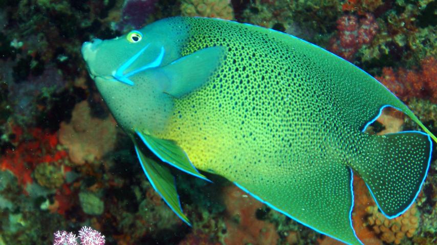 Seychelles Animals | Giant Tortoises, Birds, Marine Life | Seychelles ...