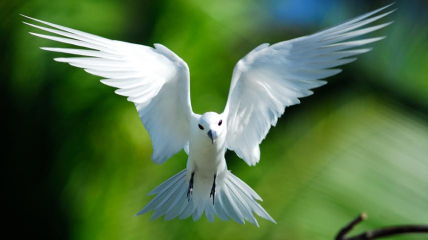 Animaux aux Seychelles | Tortues Géantes, Oiseaux, Vie Marine | Guide ...
