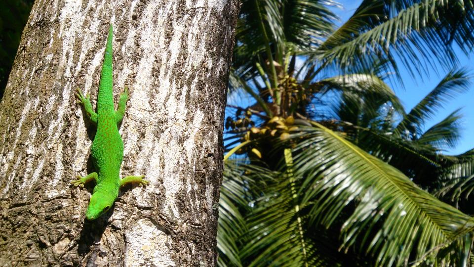 Seychelles Animals | Giant Tortoises, Birds, Marine Life | Seychelles ...