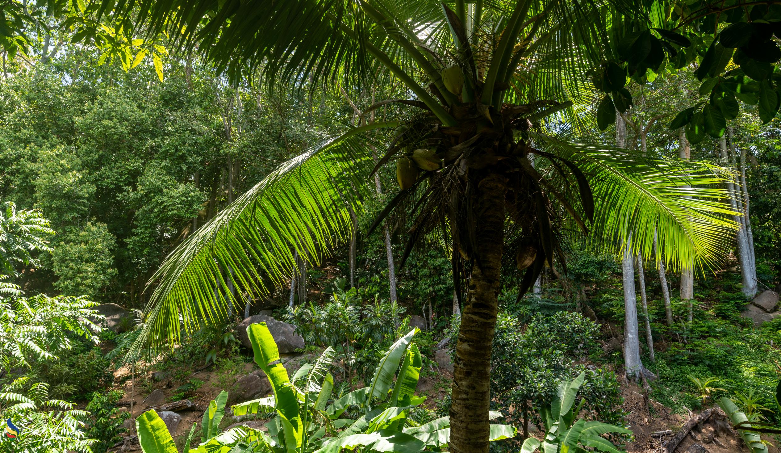 Bel Ombre River Villa - Villa - Outdoor area - Mahé (Seychelles) - Photo 7
