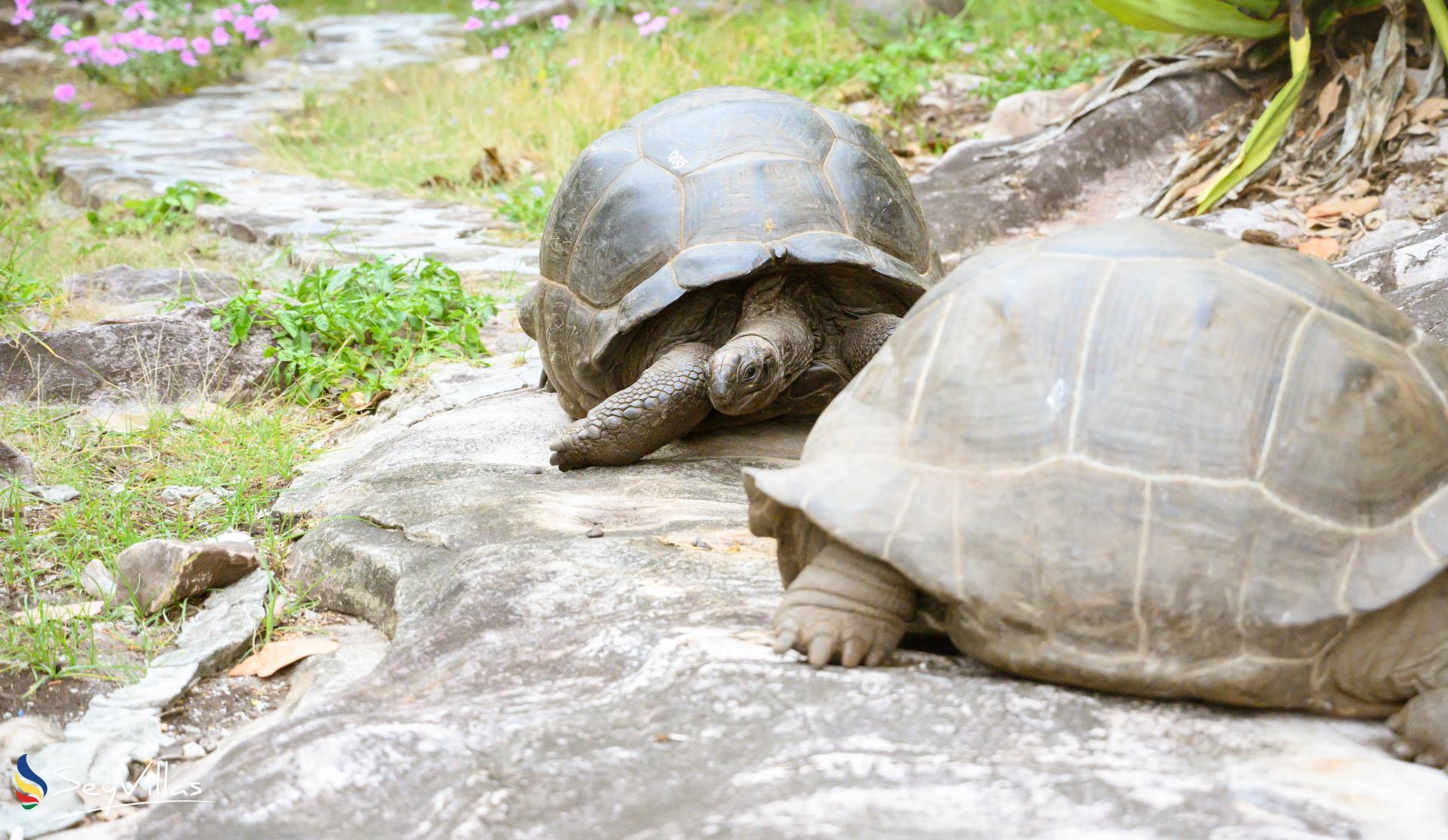 Fregate Island Private - Resort - Location - Fregate Island (Seychelles ...